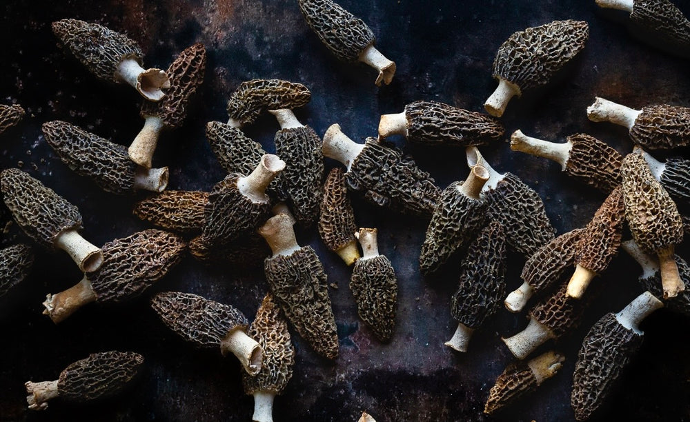 Fresh Morels (Morchella) | Extra Quality Hand-Selected | FINE & WILD UK