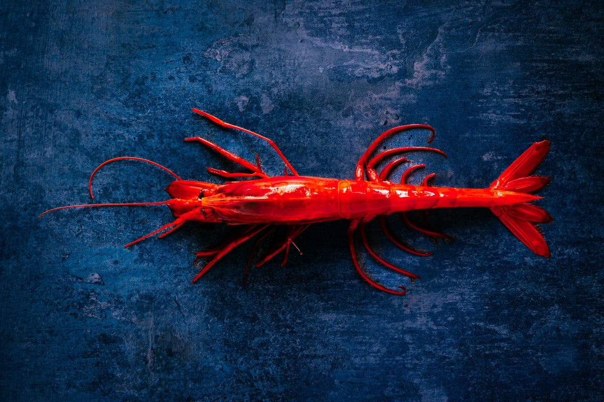 Buy Premium Seafood Online | Prawns, Lobster, Sea Bass & More | FINE & WILD