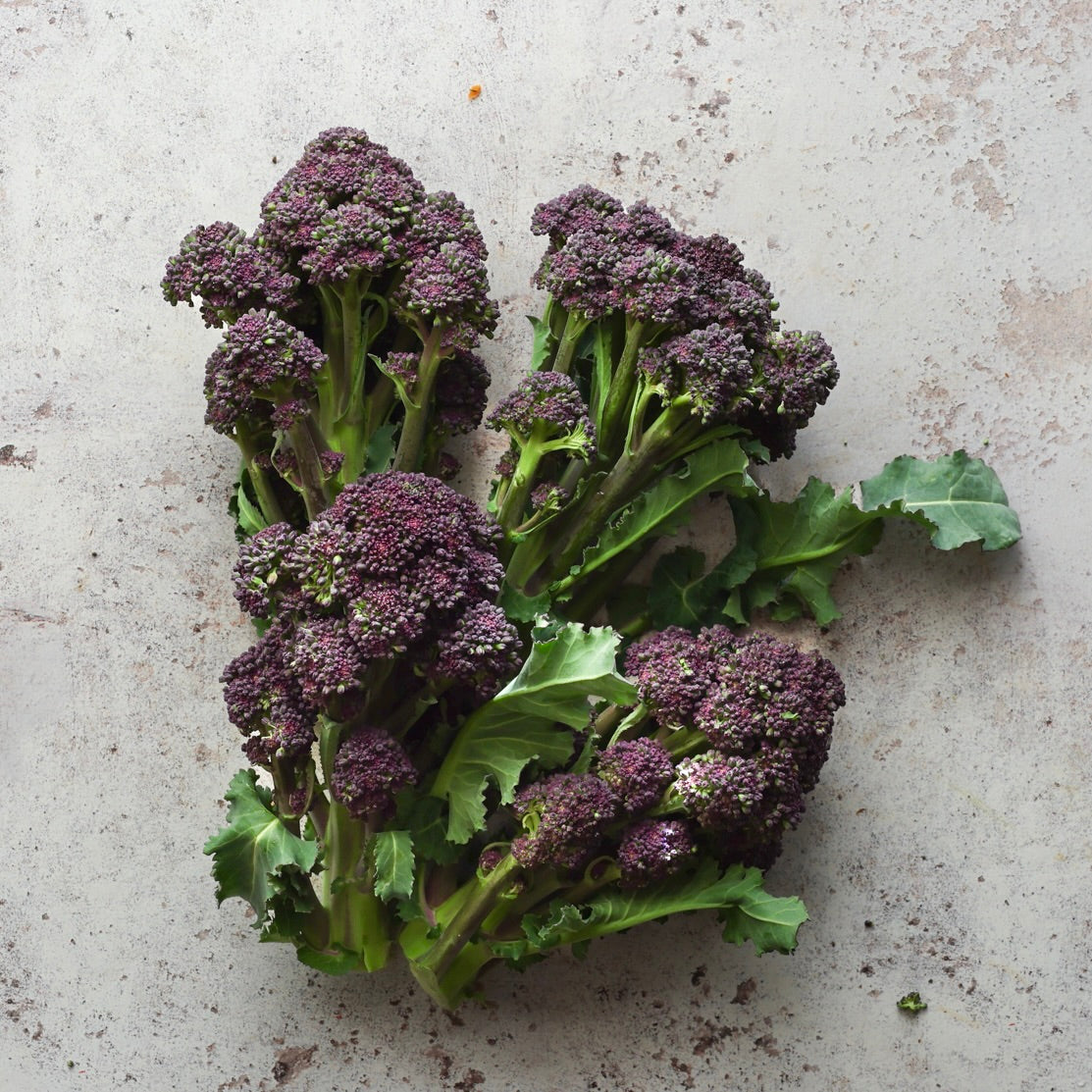 Purple Sprouting Broccoli | French | FINE & WILD Broccoli