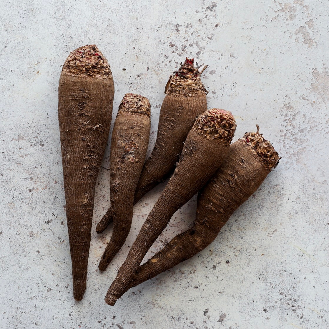Crapaudine Beetroot | Heritage French Beetroot | FINE & WILD UK