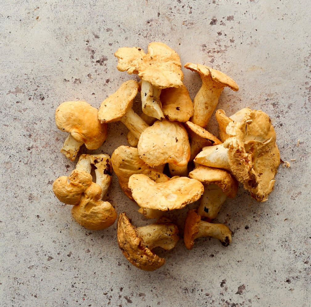 Fresh Pied de Mouton Mushrooms | Wild Hedgehog Fungi | FINE & WILD UK