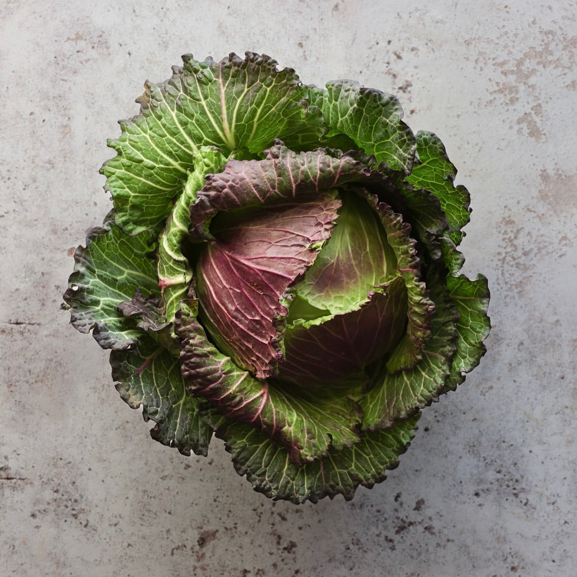January King Cabbage | Heritage Winter Cabbage | FINE & WILD UK