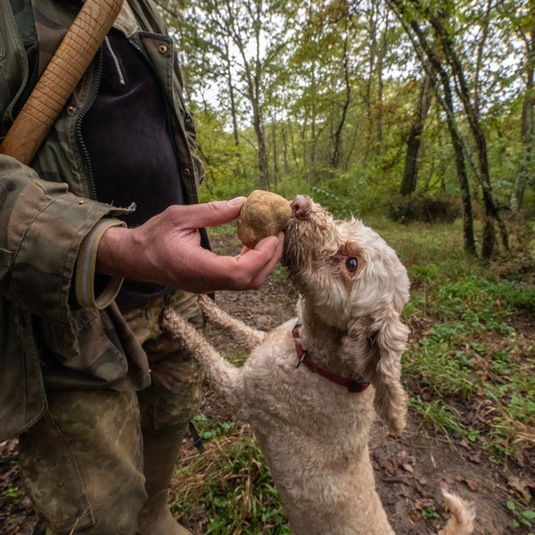 Alba White Truffles: The Crown Jewel of Italian Gastronomy | FINE & WILD