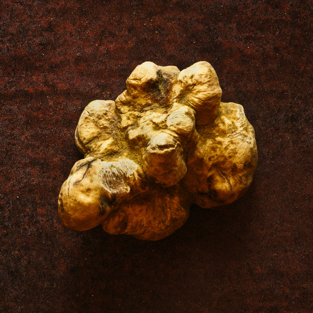 Fresh Autumn / Summer Truffles | Italian Truffles | FINE & WILD UK