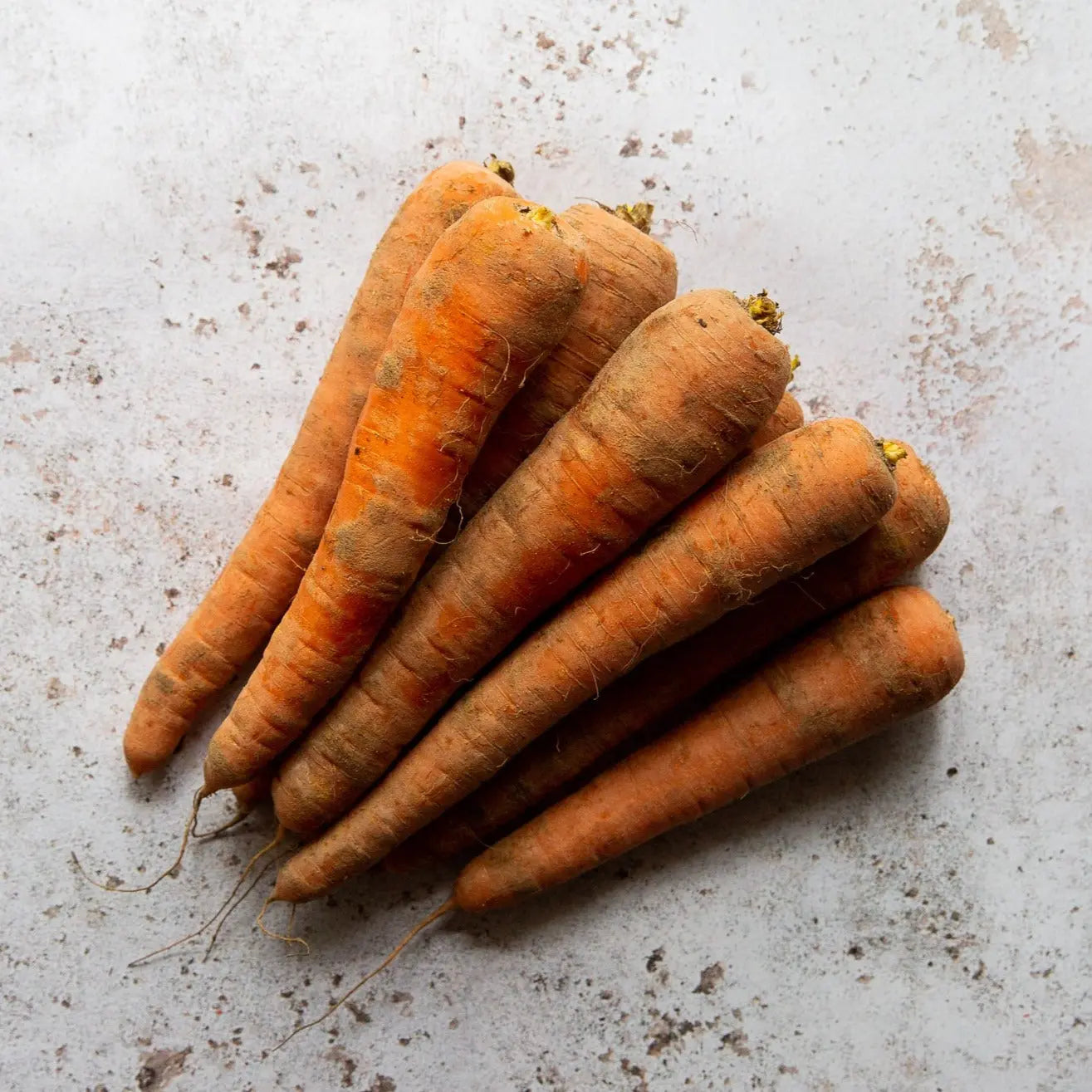 Premium Normandy Sand Carrot | Créances Basin Speciality | FINE & WILD