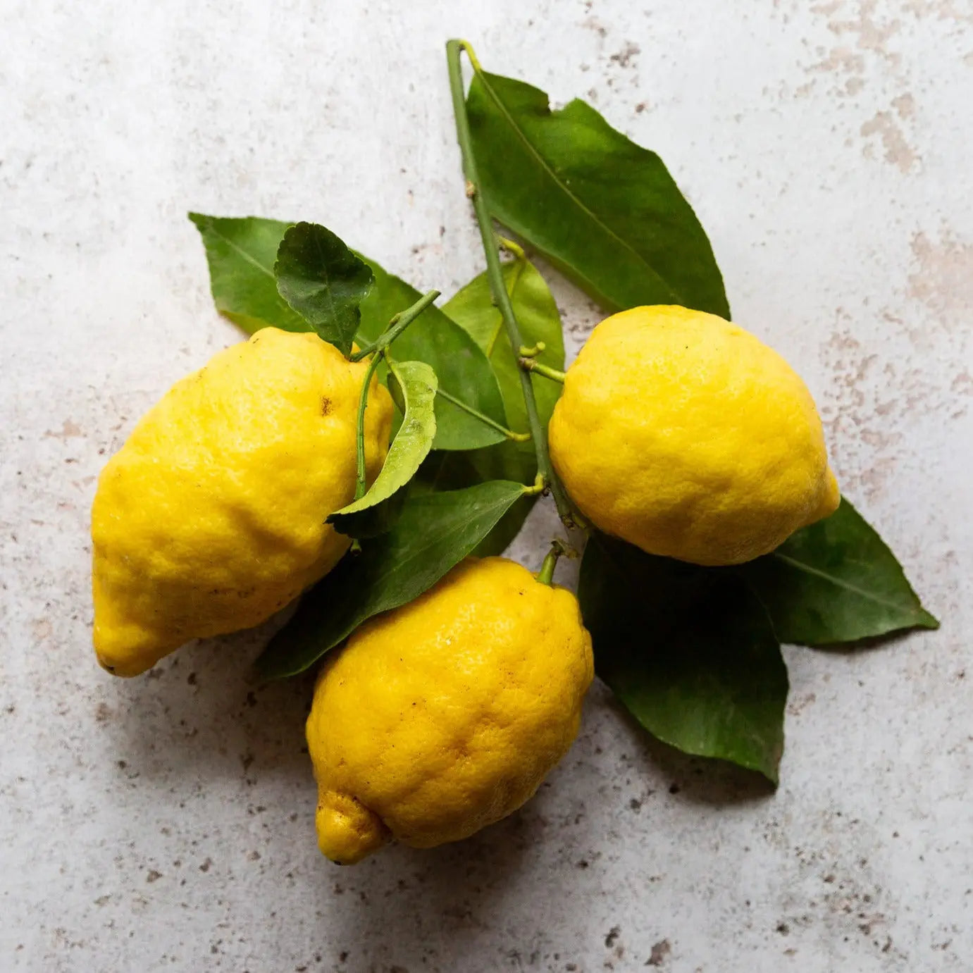 AMALFI / MENTON LEMONS 1kg | FINE & WILD UK