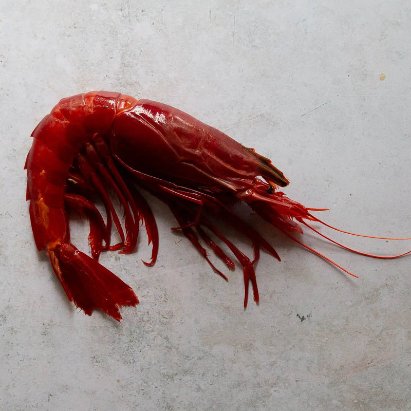 Carabineros Prawns — Wild Scarlet Red Prawns | FINE & WILD